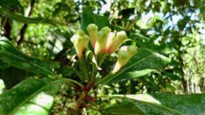 Cara Memulai Usaha Cengkeh Lengkap Dengan Analisis Biayanya